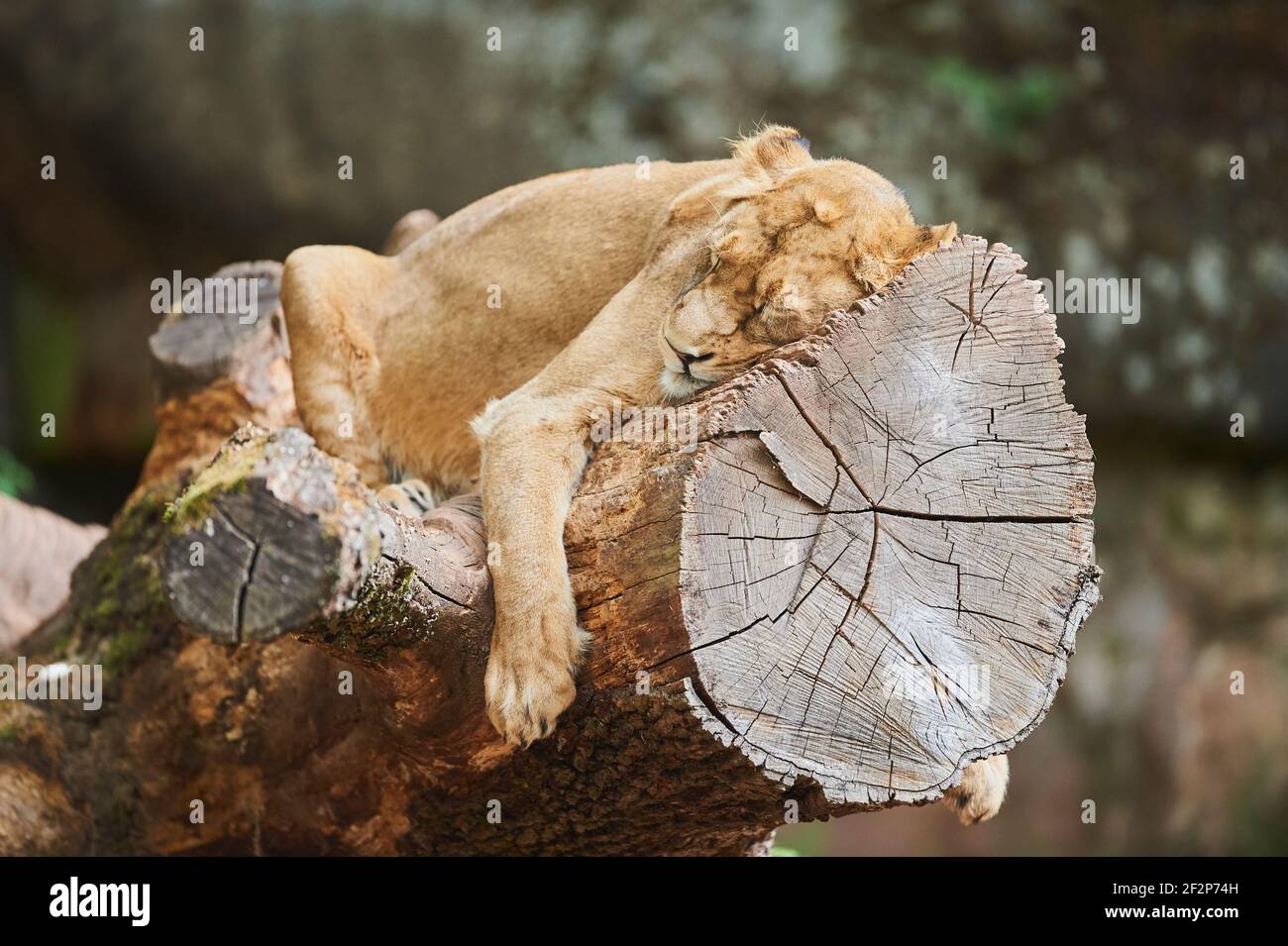 Asiatic lion, Panthera leo persica, female, tree trunk, lying Stock ...