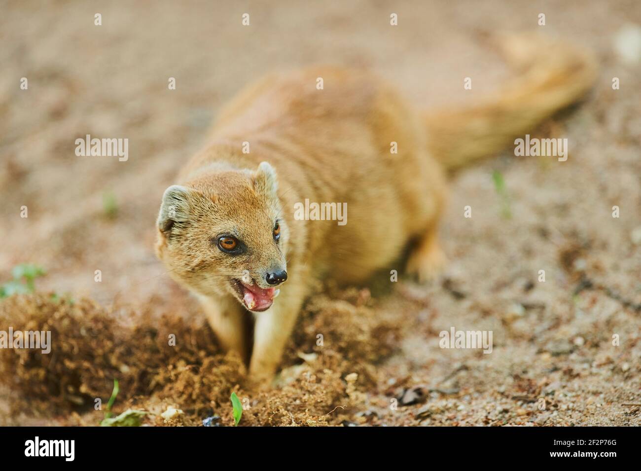Fox mongoose, Cynictis penicillata, desert, side Stock Photo - Alamy