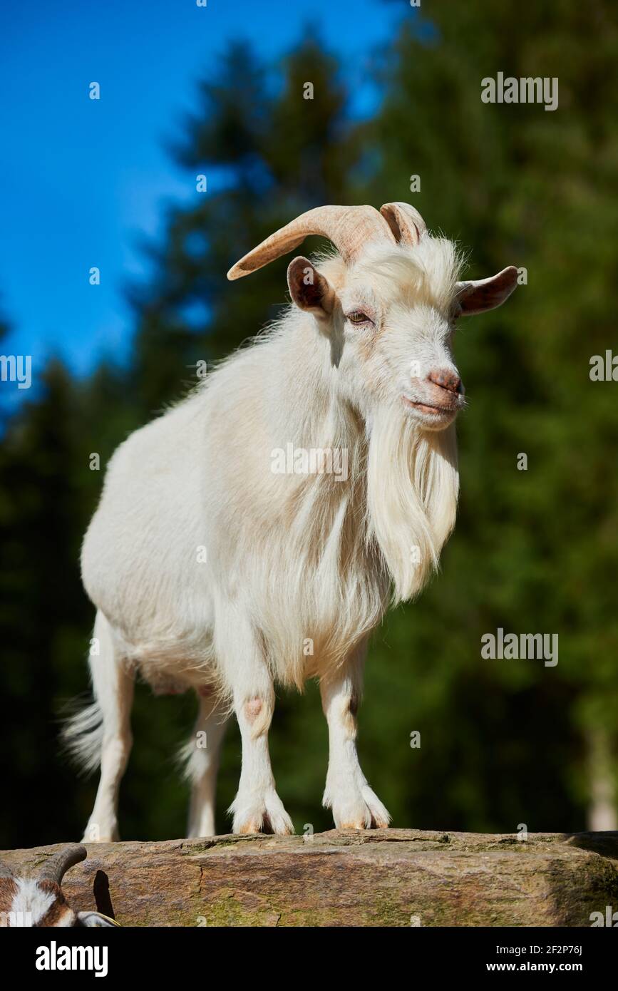 Domestic goat, Capra aegagrus hircus, rocks, standing Stock Photo - Alamy