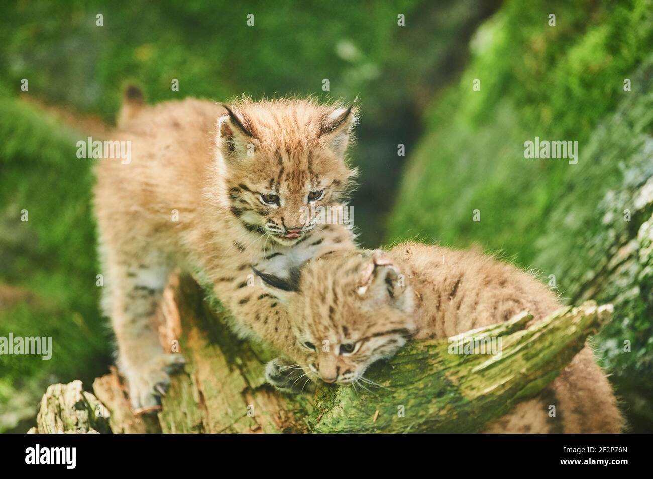 Eurasian lynx, Lynx lynx, young animals, Bavaria, Germany, Europe Stock ...