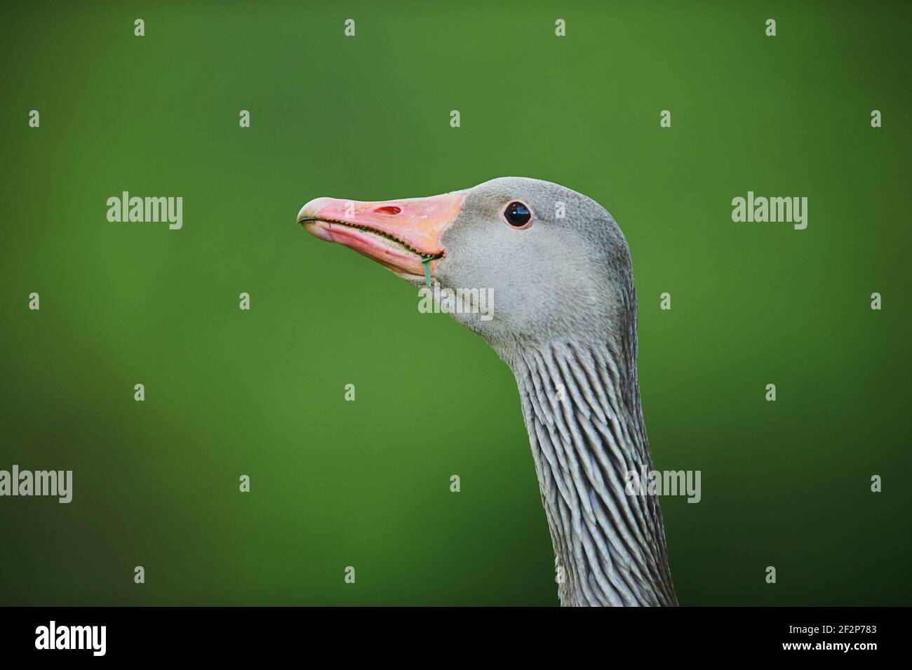 Greylag goose, Anser anser, half portrait, meadow, sideways Stock Photo ...