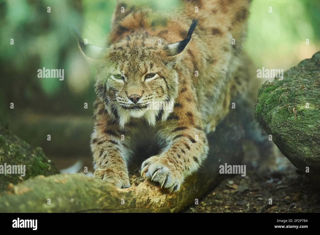 Eurasian lynx, Lynx lynx, tree trunk, claws, sharpening, Bavaria ...
