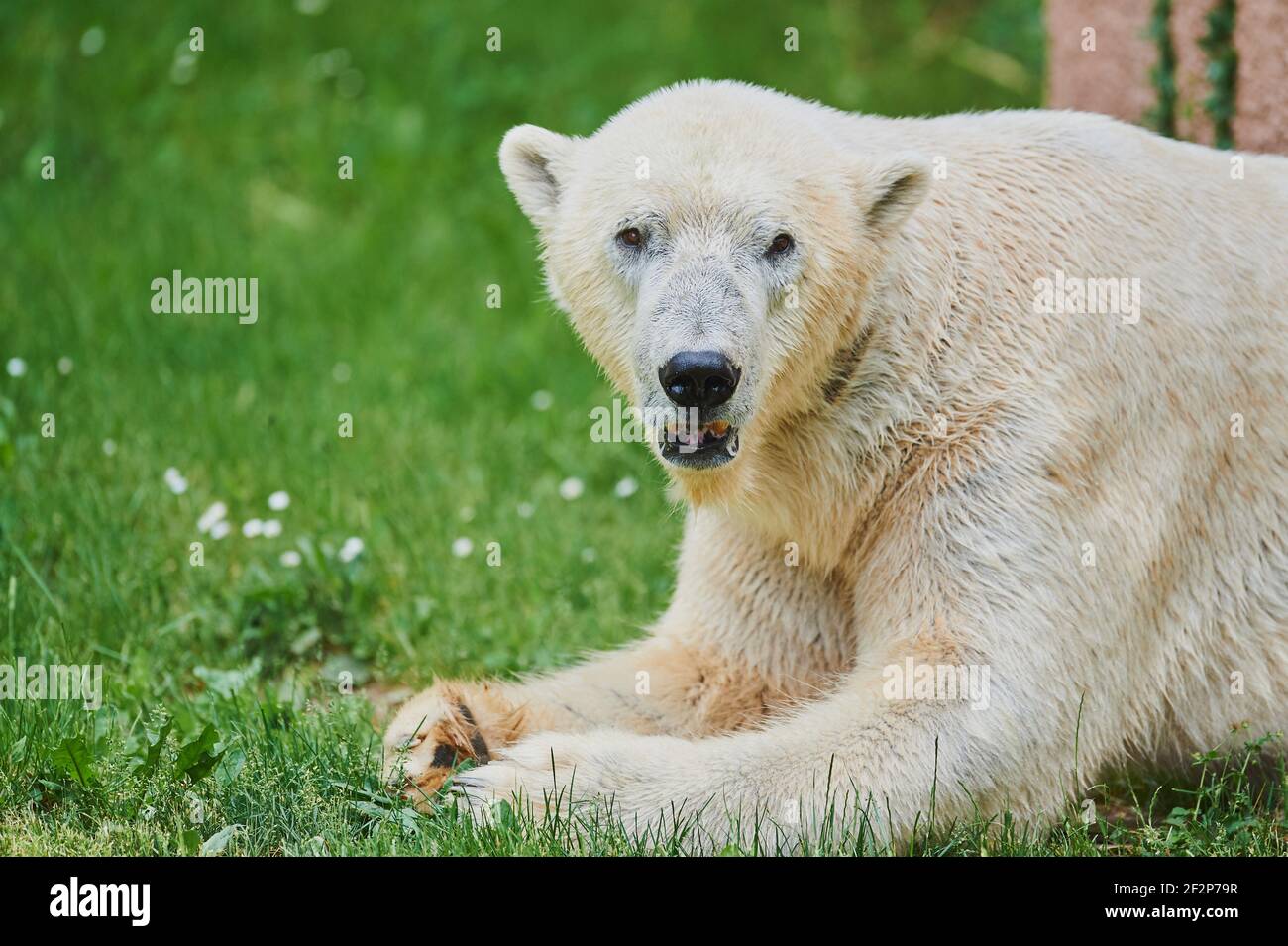 Part polar bear hi-res stock photography and images - Alamy