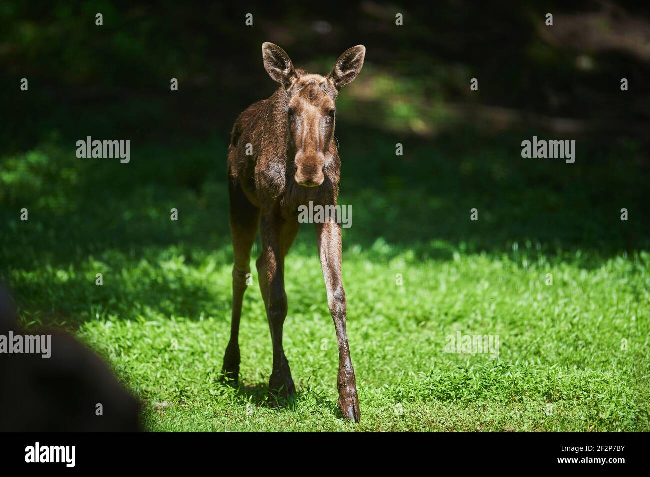 European elk, Alces alces alces, Bavaria, Germany, Europe Stock Photo ...