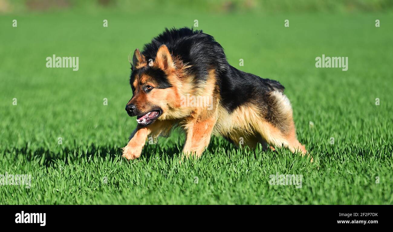 German police dog in action hi-res stock photography and images - Alamy