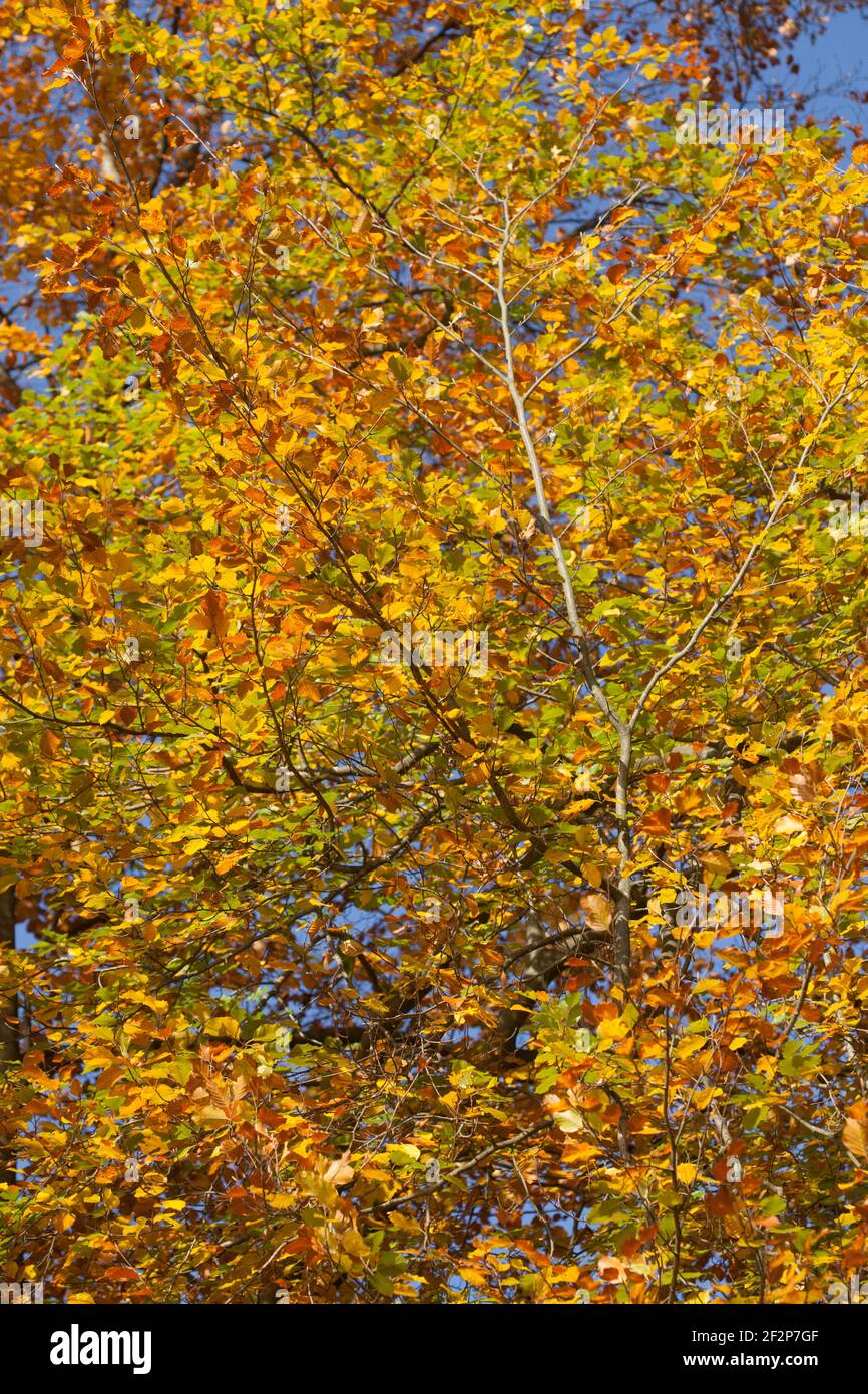 Colorfully discolored autumn leaves on a beech tree, Germany Stock ...