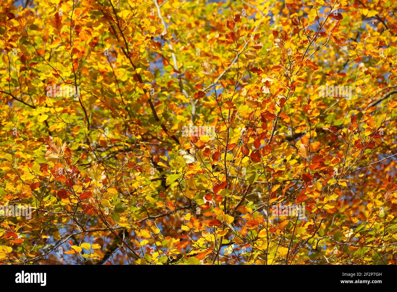 Colorfully discolored autumn leaves on a beech tree, Germany Stock ...