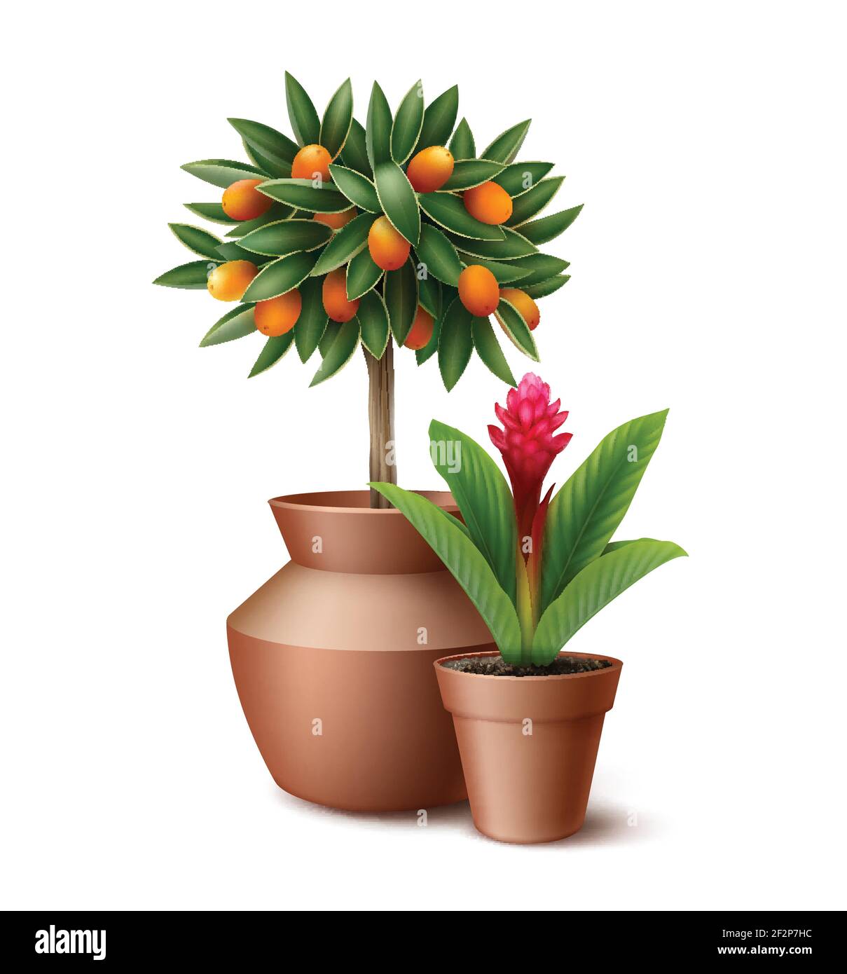 Vector small citrus tree and blooming flower in clay pots isolated on ...