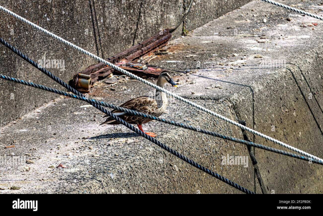 A wild duck stands alert on the edge of a concrete slab, amidst 3 long ...