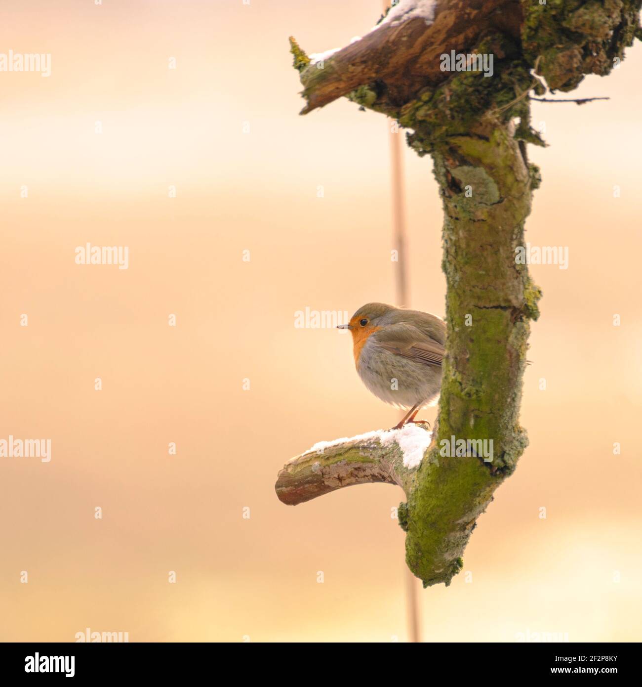 Cute robin snow hi-res stock photography and images - Alamy