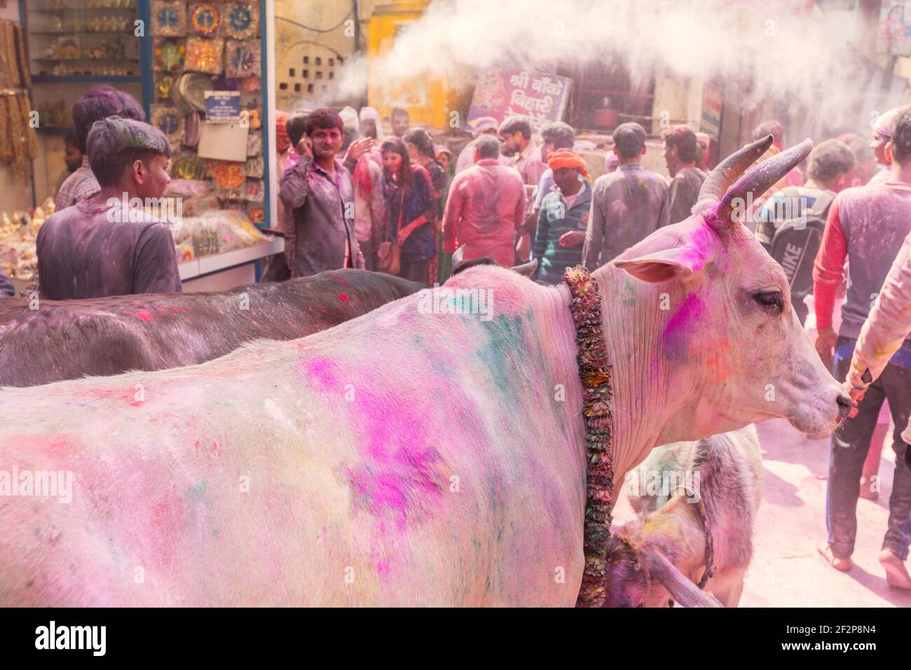 India Vrindavan Cows Covered in Colored Powder During Holi Celebration ...