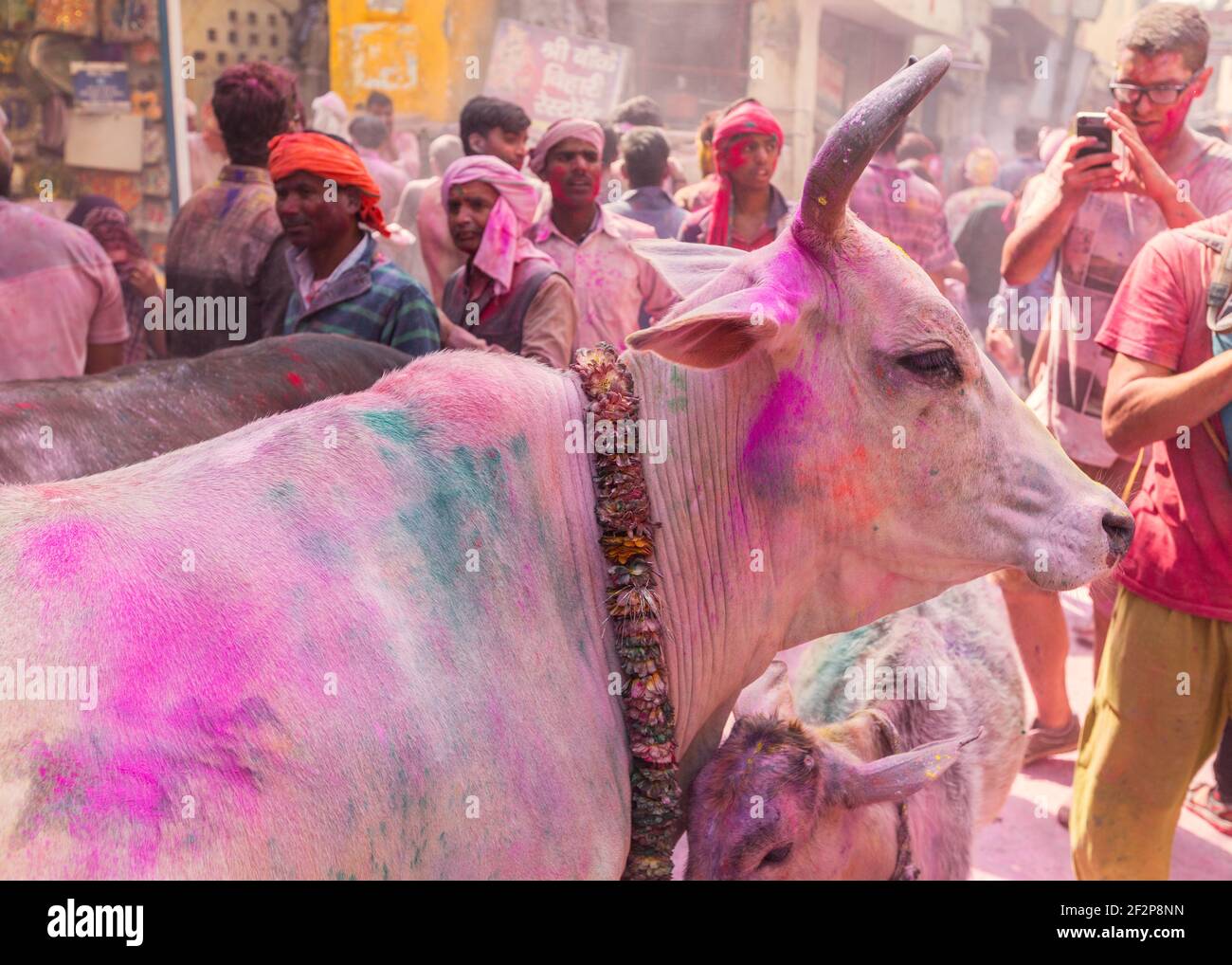 India Vrindavan Cows Covered in Colored Powder During Holi Celebration ...