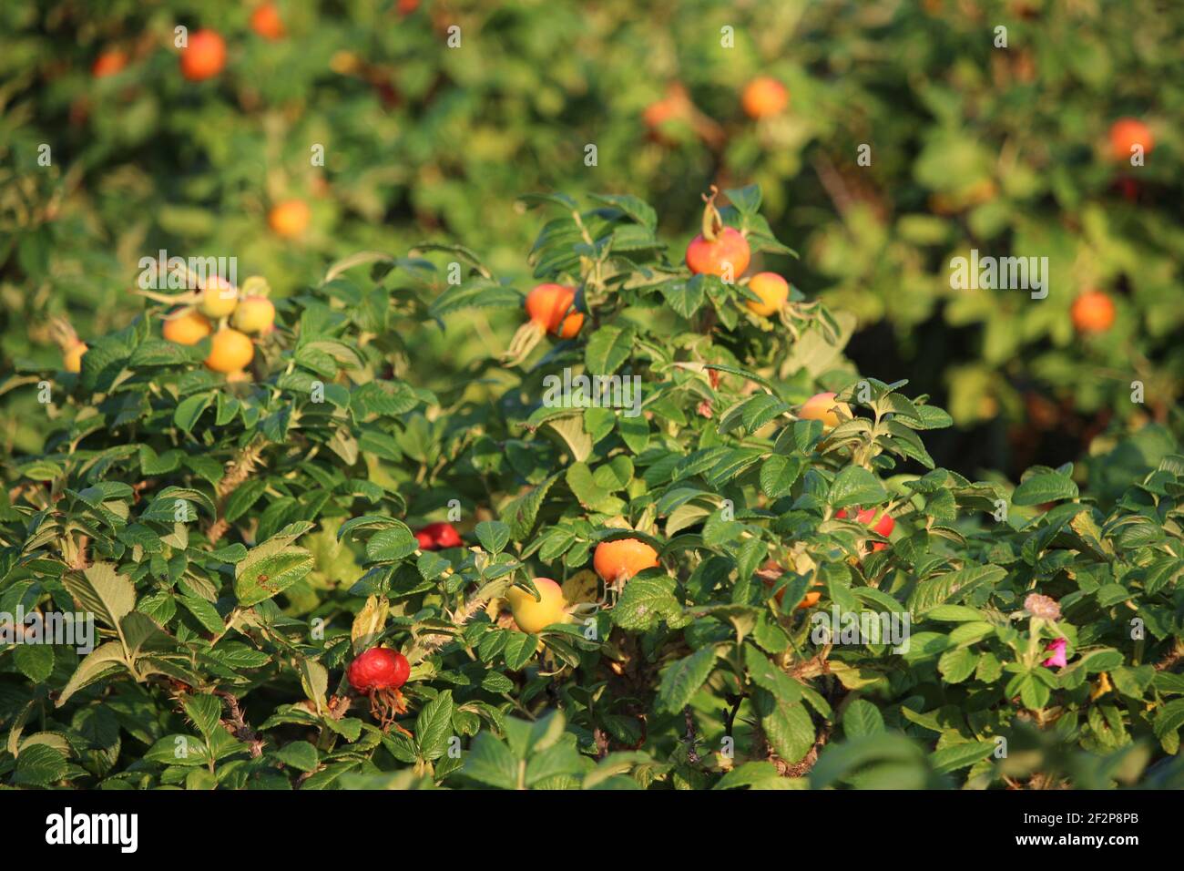 Bright orange rose on bush hi-res stock photography and images - Alamy