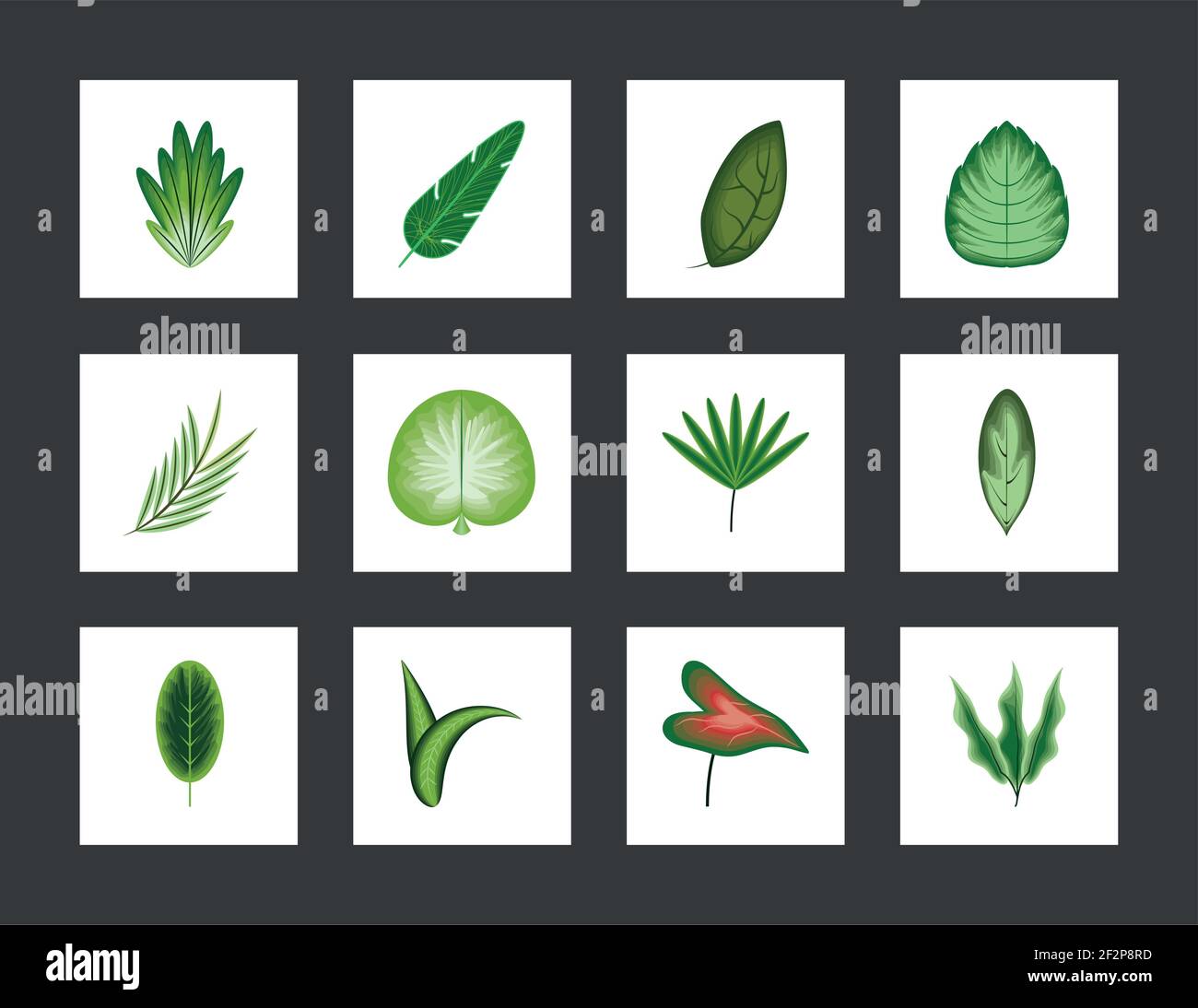 set leaf leaves foliage plants Stock Vector Image & Art - Alamy