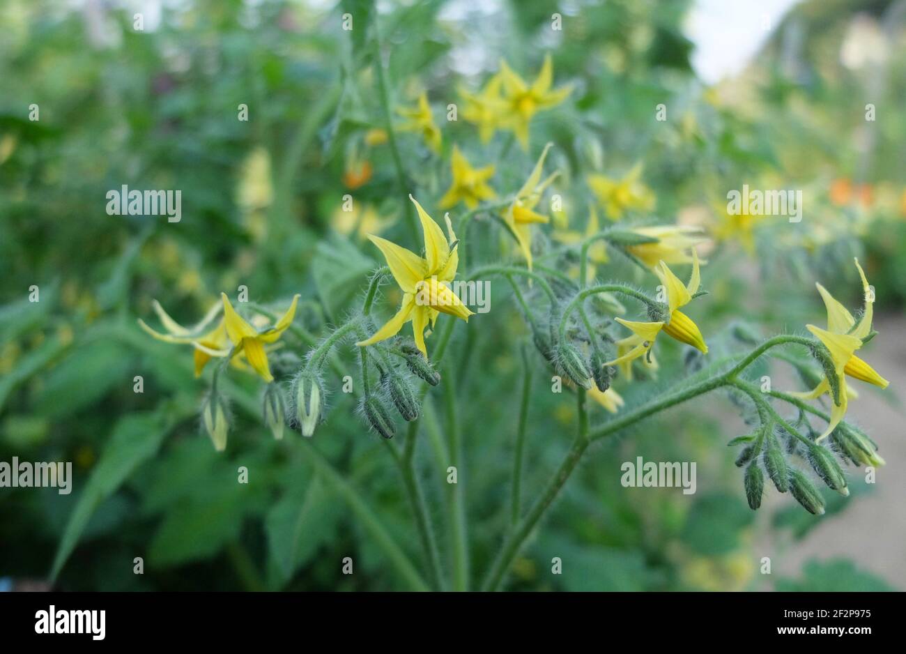 Tomato flowering hi-res stock photography and images - Alamy