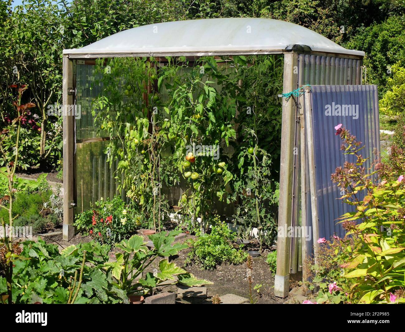 Homemade canopy for tomato (Solanum lycopersicum Stock Photo - Alamy
