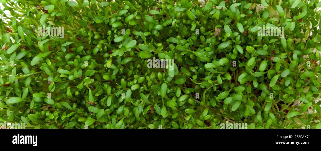 Cress breeding hi-res stock photography and images - Alamy