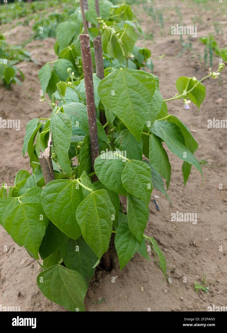 European French bean 'Maxi' (Phaseolus vulgaris) in the bed Stock Photo ...