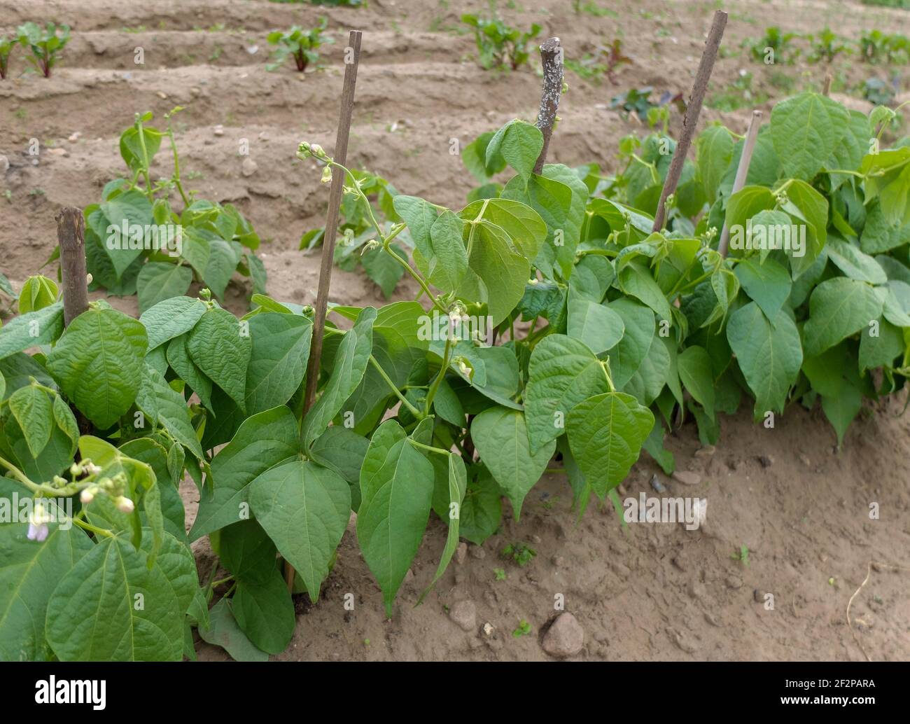 European French bean 'Maxi' (Phaseolus vulgaris) in the bed Stock Photo ...