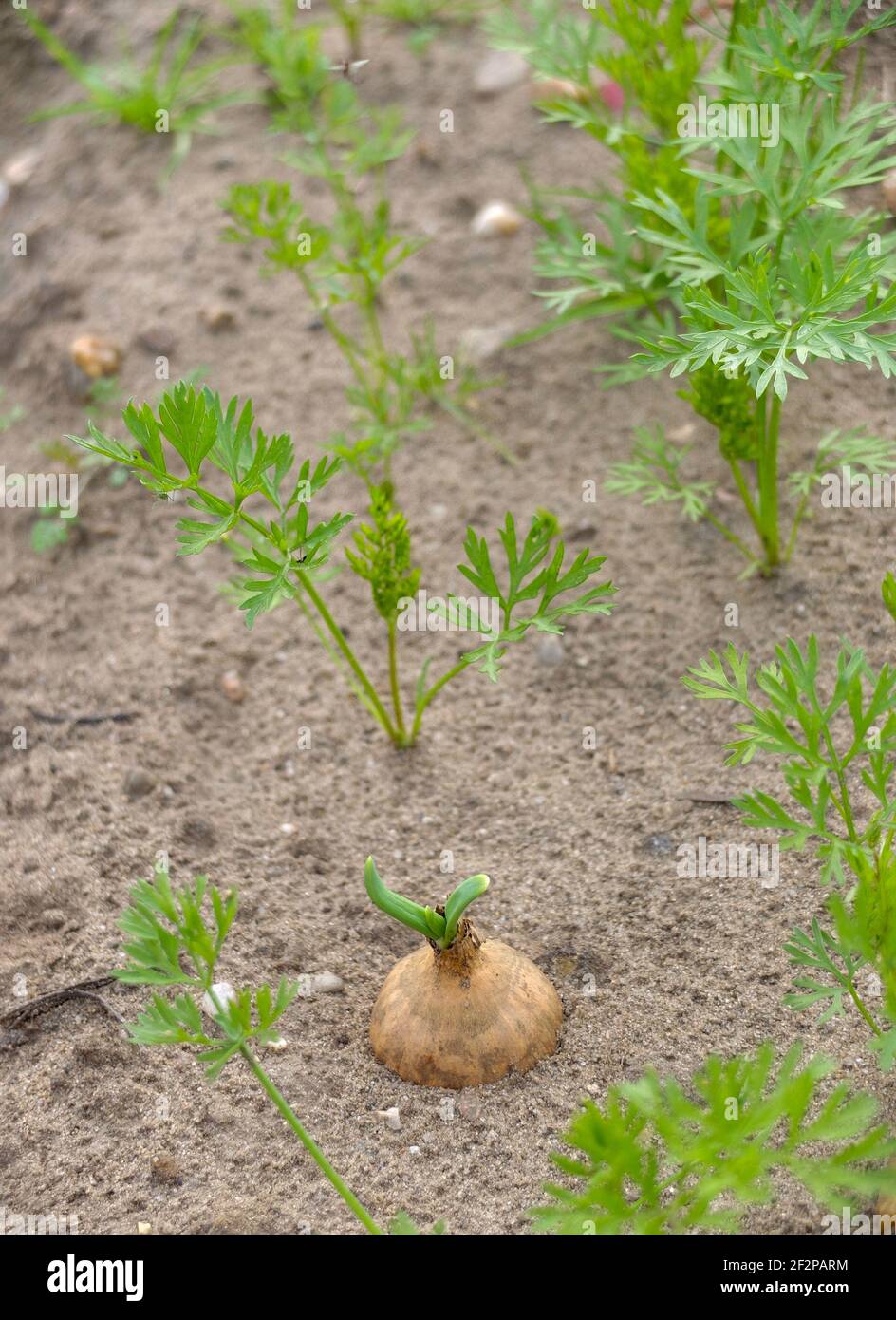 Intercropping hi-res stock photography and images - Alamy