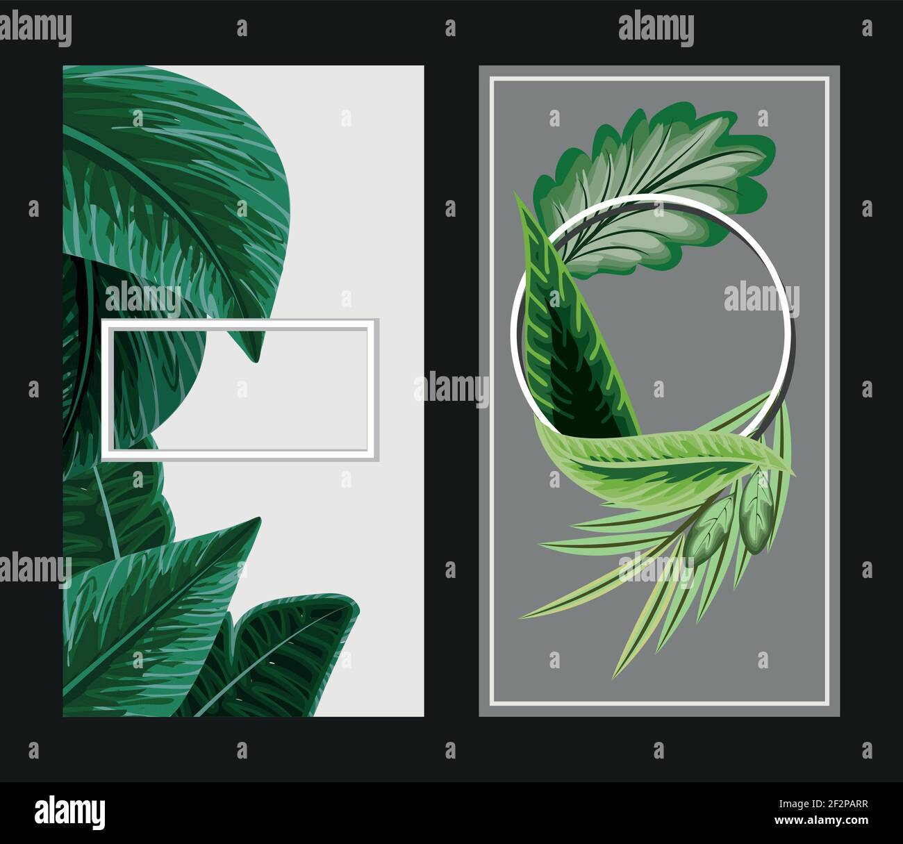tropical leaves vegetation nature banner Stock Vector Image & Art - Alamy