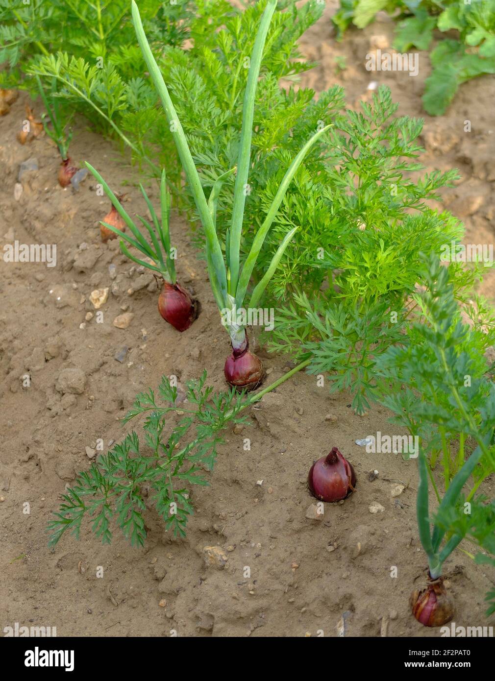 Intercropping hi-res stock photography and images - Alamy