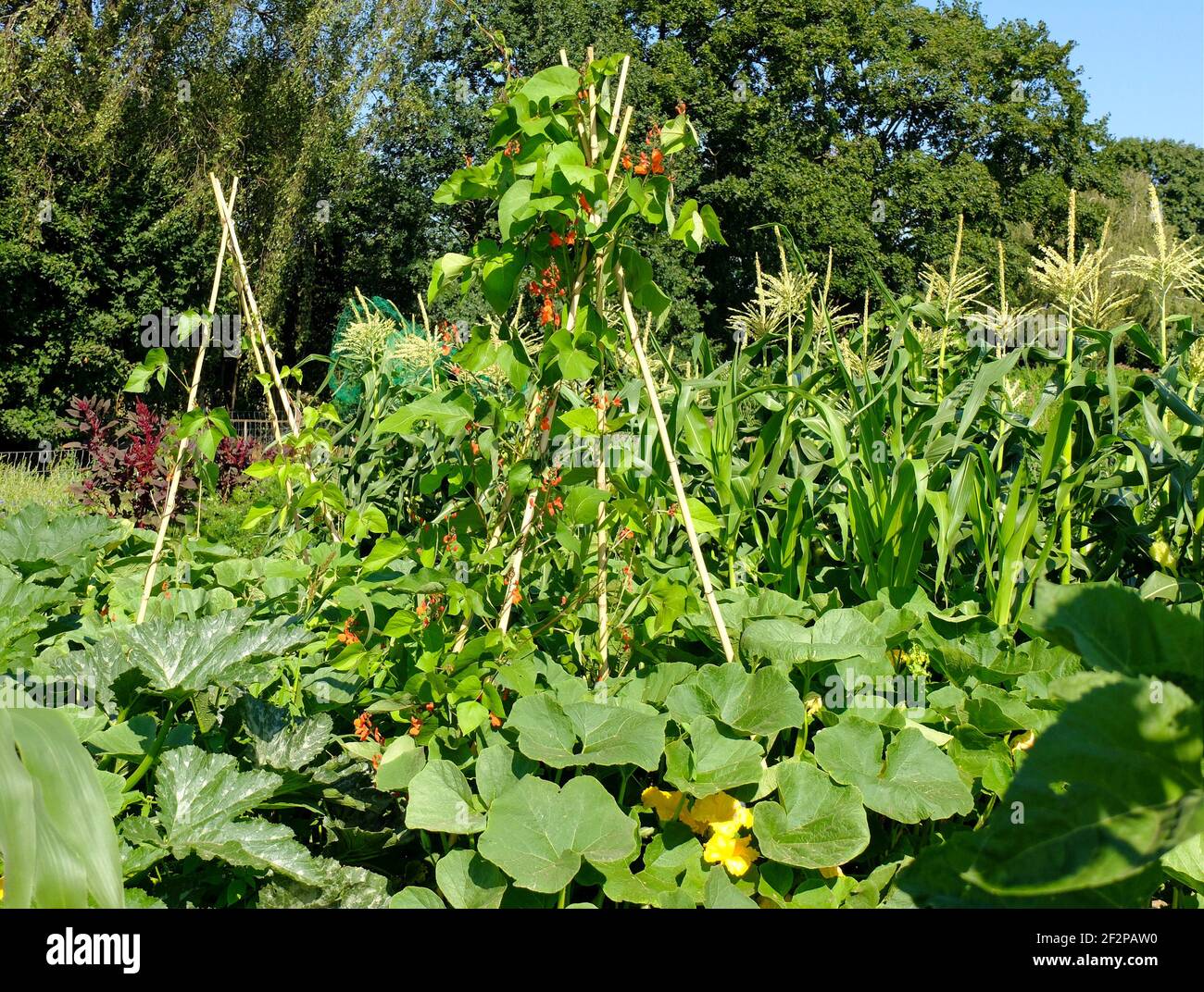 Fire bean 'Scarlet Emperor' (Phaseolus coccineus) in the vegetable ...