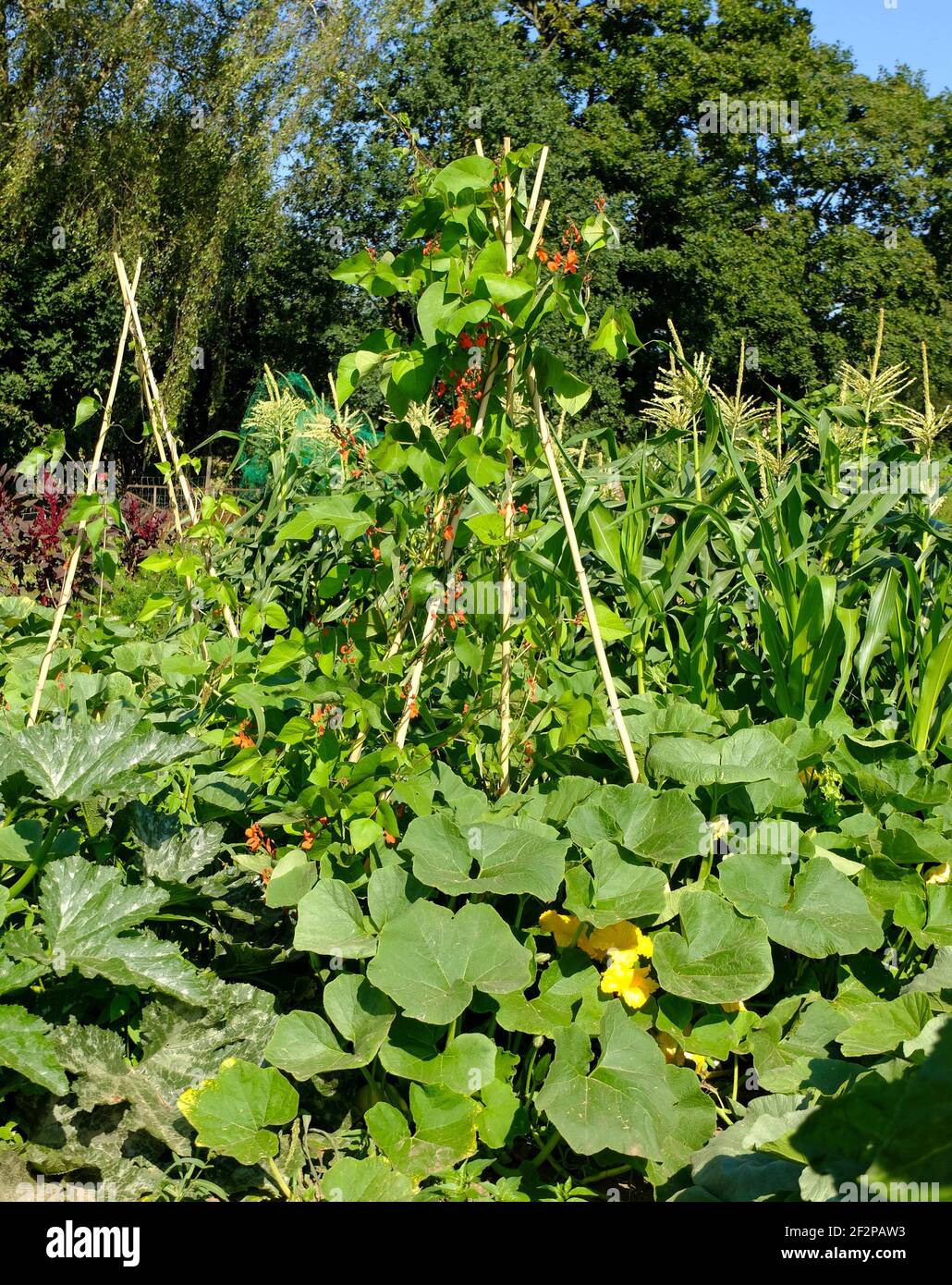 Fire bean 'Scarlet Emperor' (Phaseolus coccineus) in the vegetable ...