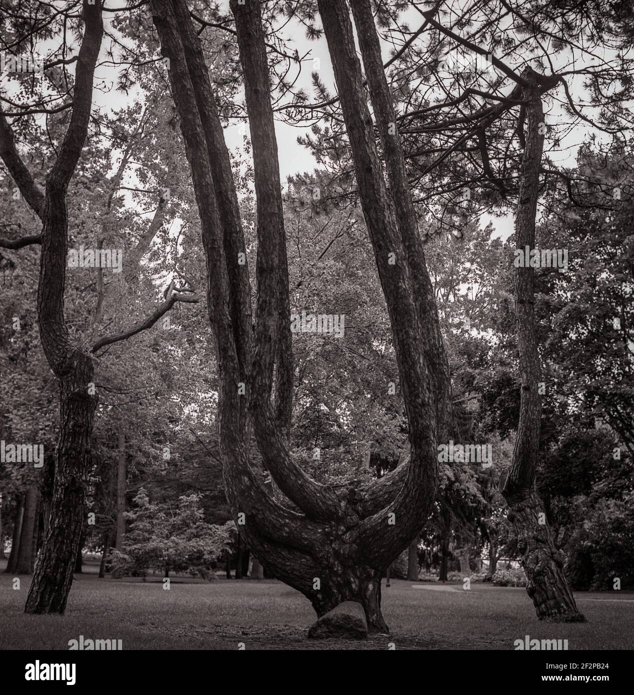 Odd shaped tree hi-res stock photography and images - Alamy