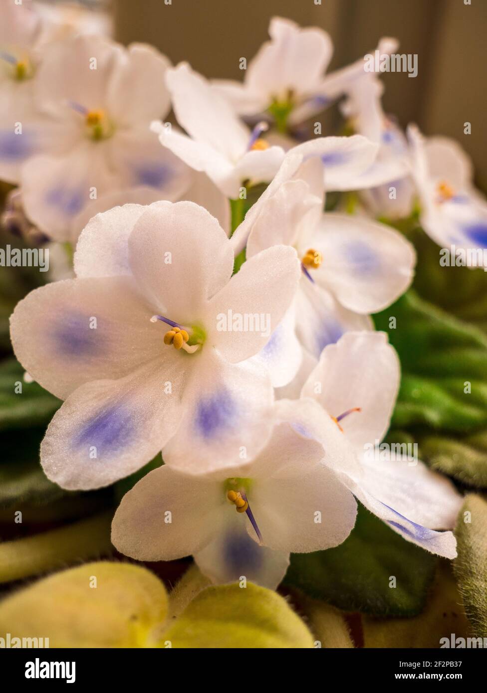 White African Violets