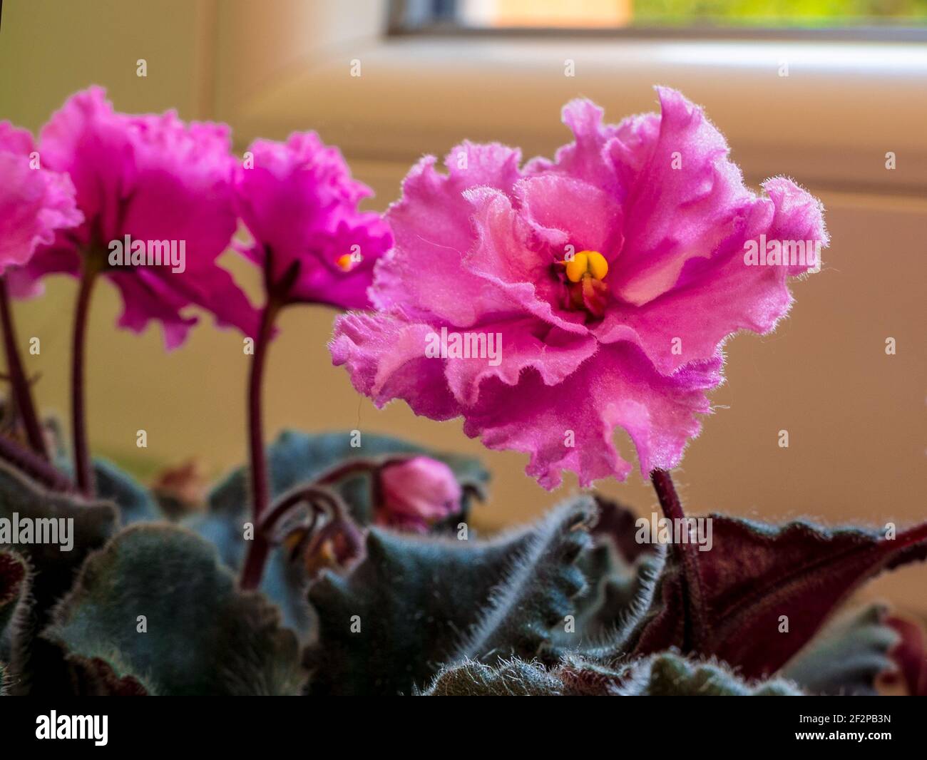 Purple african violet hi-res stock photography and images - Alamy