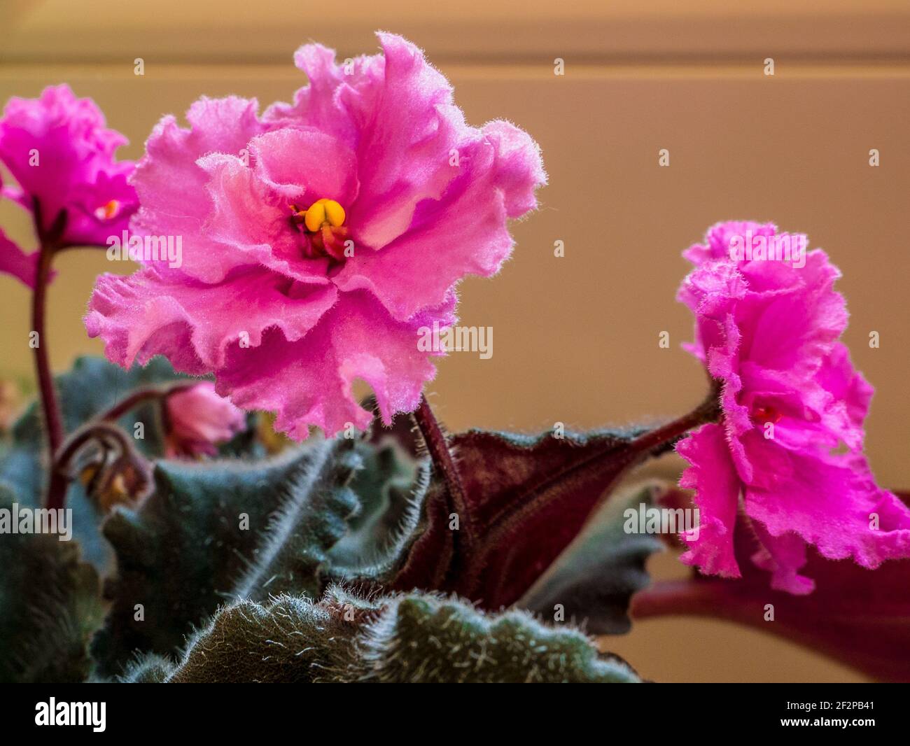 Purple african violet hi-res stock photography and images - Alamy