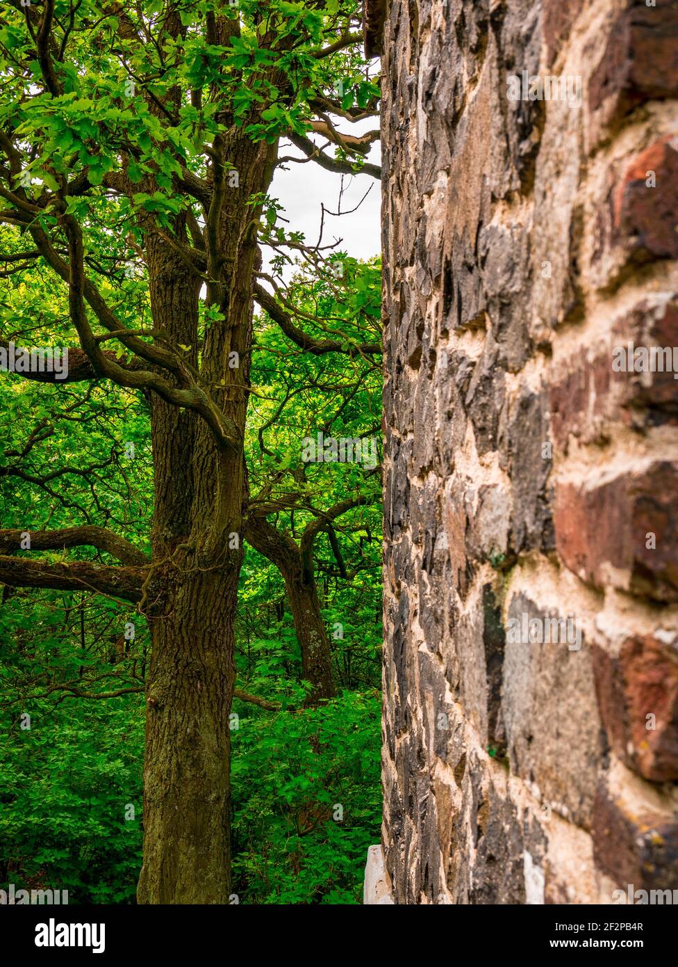 A view of a thick deciduous forest with the edge of an old stone wall ...