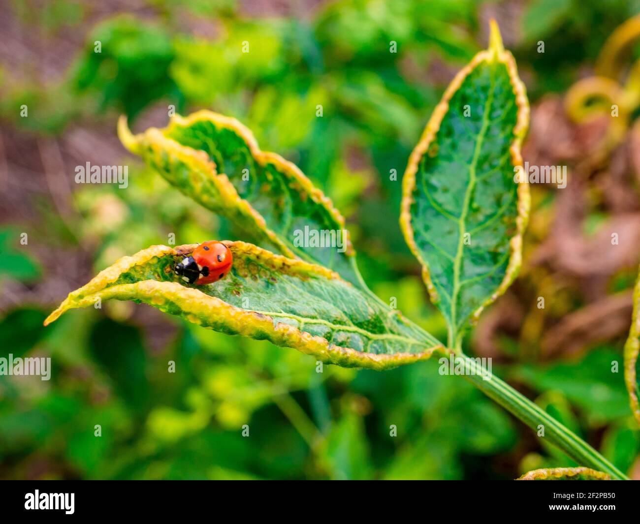 Infected ladybug hi-res stock photography and images - Alamy