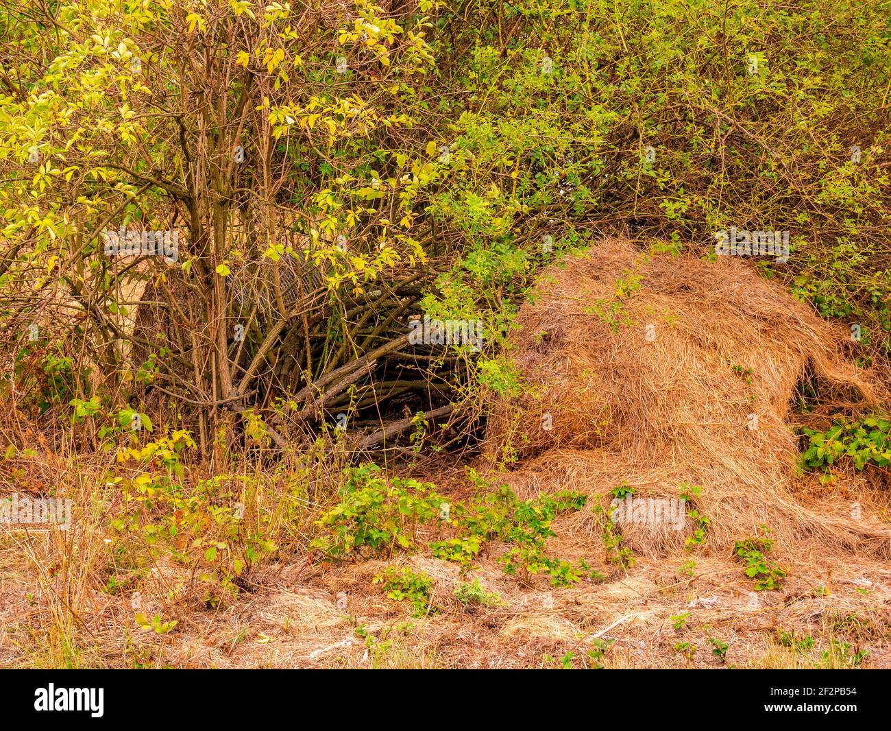 Ruined round bale of straw in rosehip bushes Stock Photo - Alamy