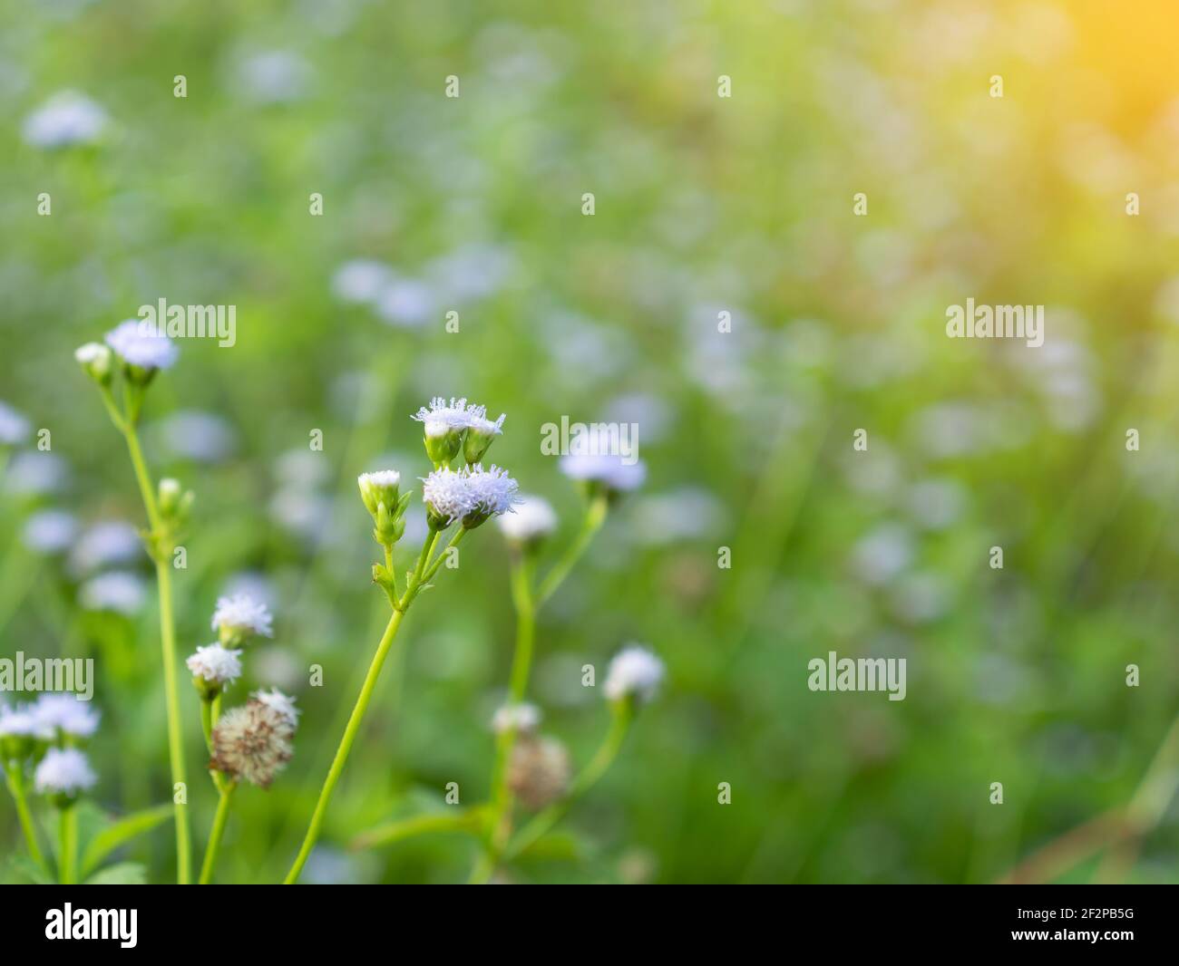 Sere plant hi-res stock photography and images - Alamy