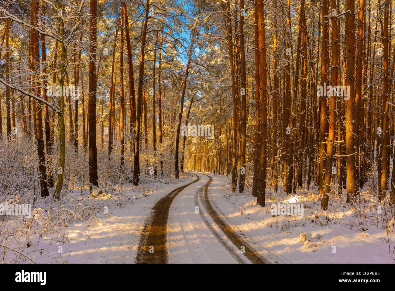 Forest road in winter with lots of snow, lanes of cars in the snow, The ...