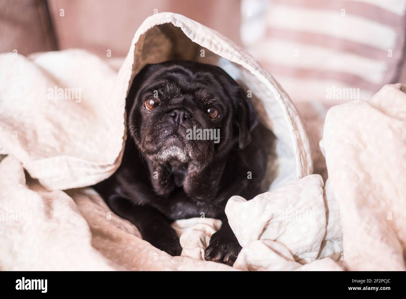 Dog under bed sheets hi-res stock photography and images - Alamy