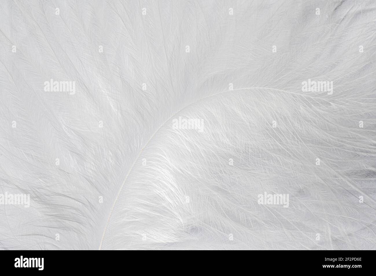 White down feather, close-up Stock Photo - Alamy