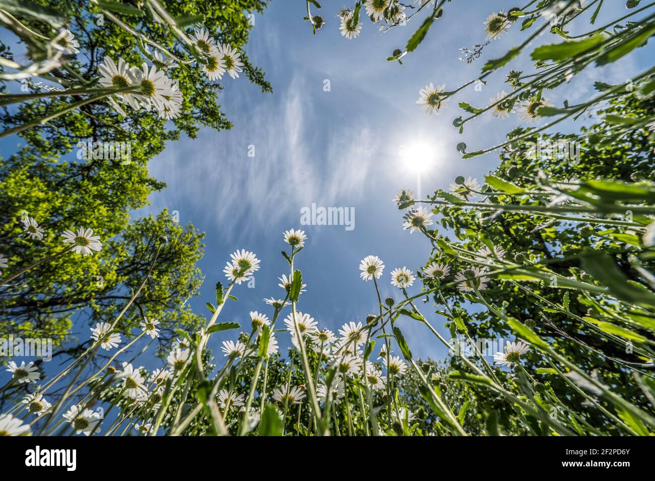 Frogs perspective hi-res stock photography and images - Alamy