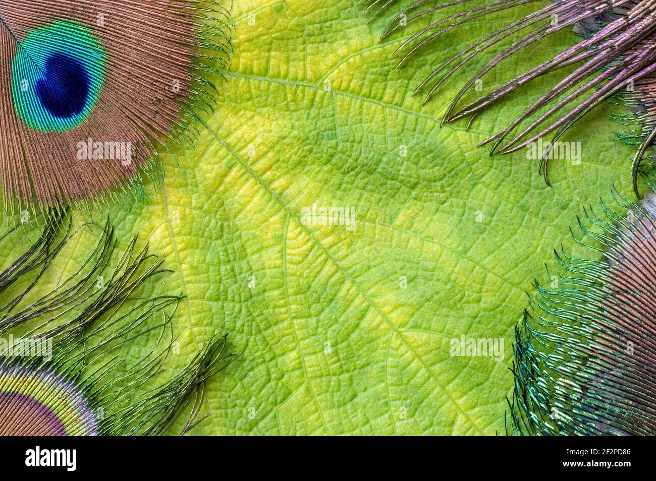 Feather veins hi-res stock photography and images - Alamy