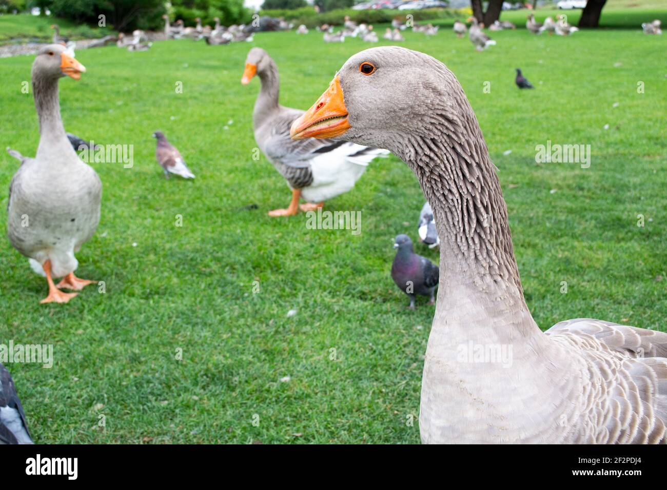 Wild domestic grey geese with orange beak and orange legs . High ...