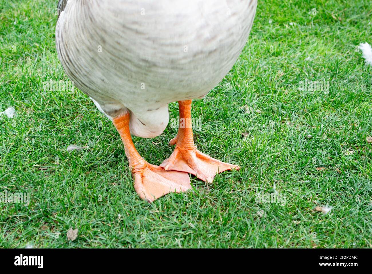 Fattened goose hi-res stock photography and images - Alamy