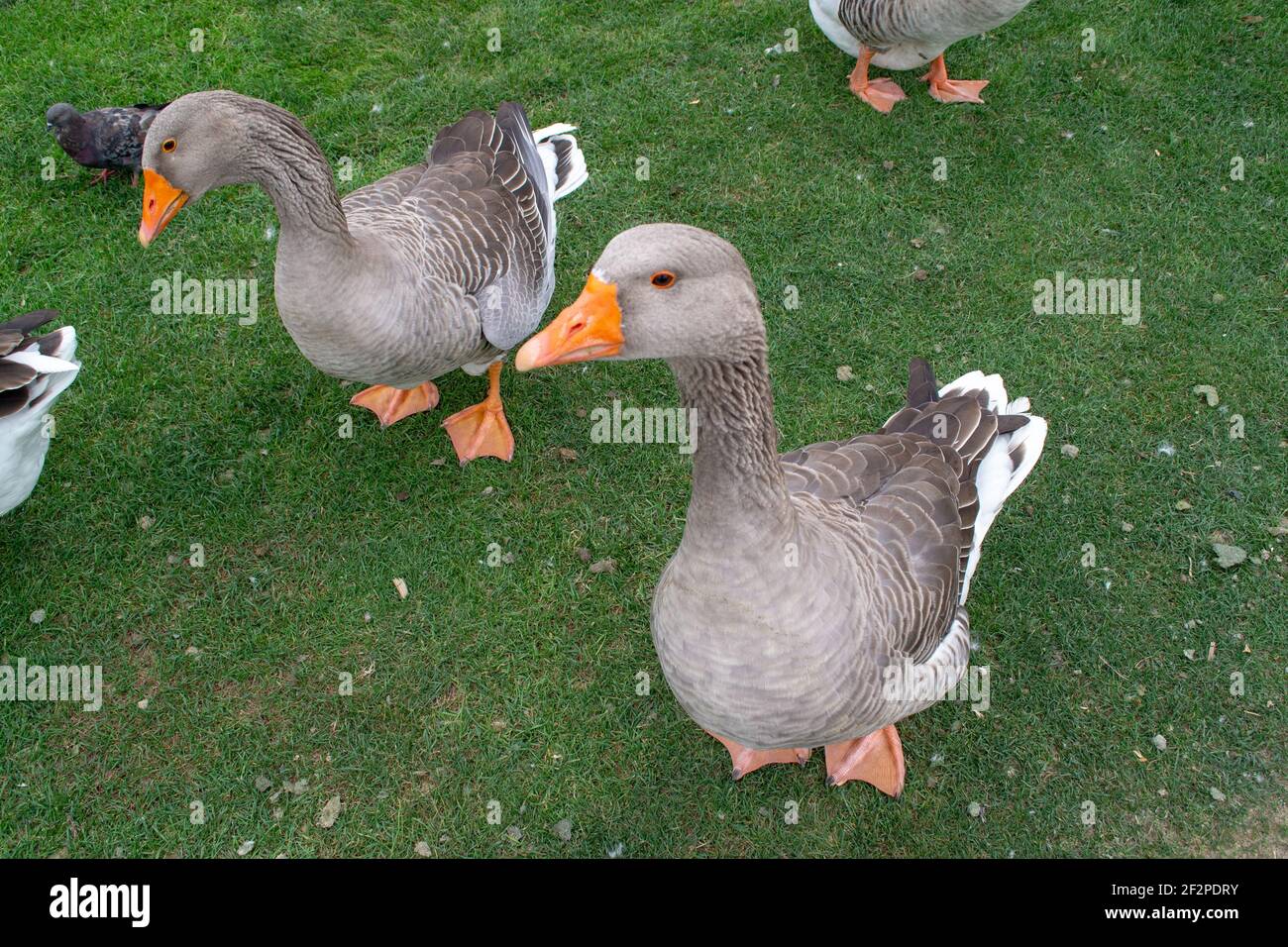 Wild domestic grey geese with orange beak and orange legs . High ...