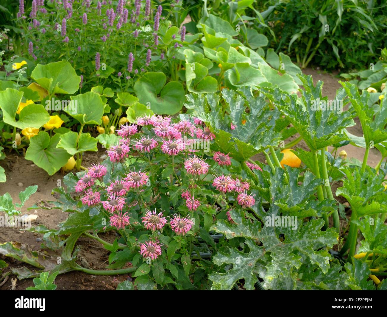 Indian nettle (Monarda fistulosa) grows in the vegetable patch, between ...