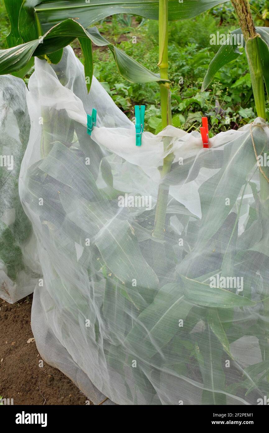 Corn plant damage hi-res stock photography and images - Alamy