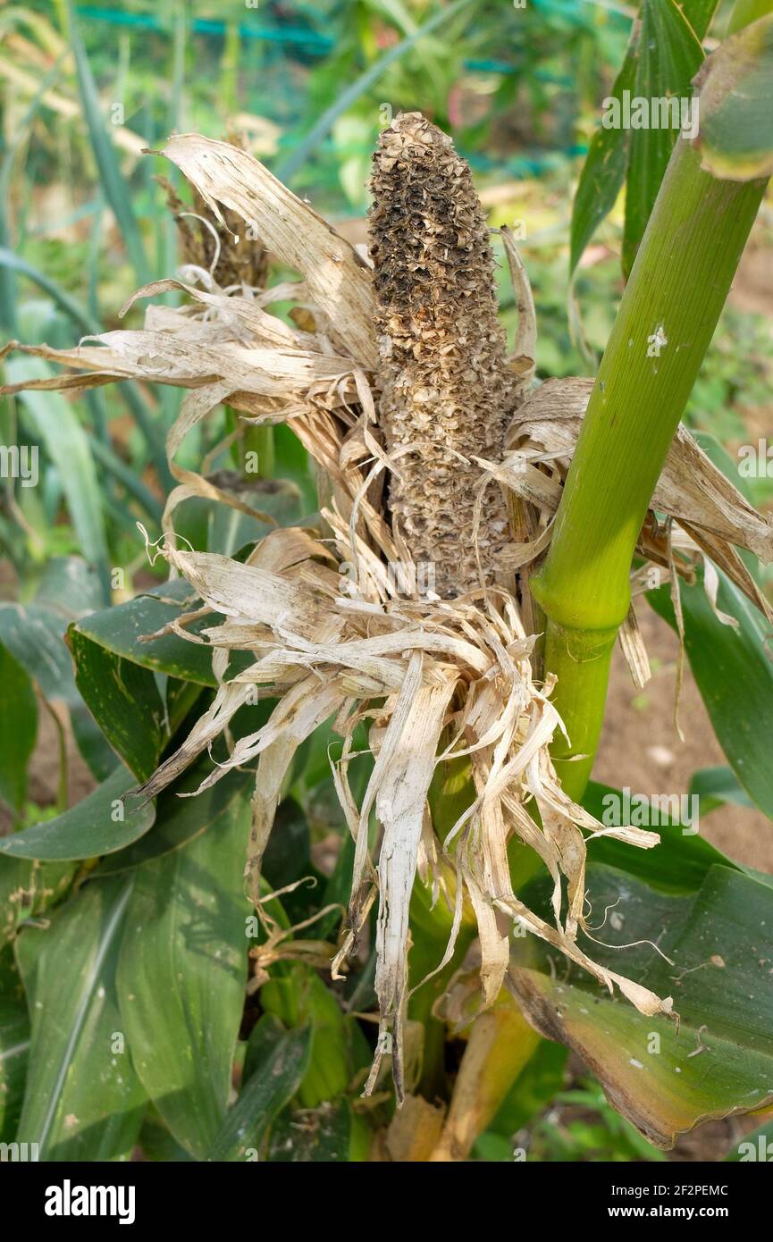 Bird damage plant hi-res stock photography and images - Alamy
