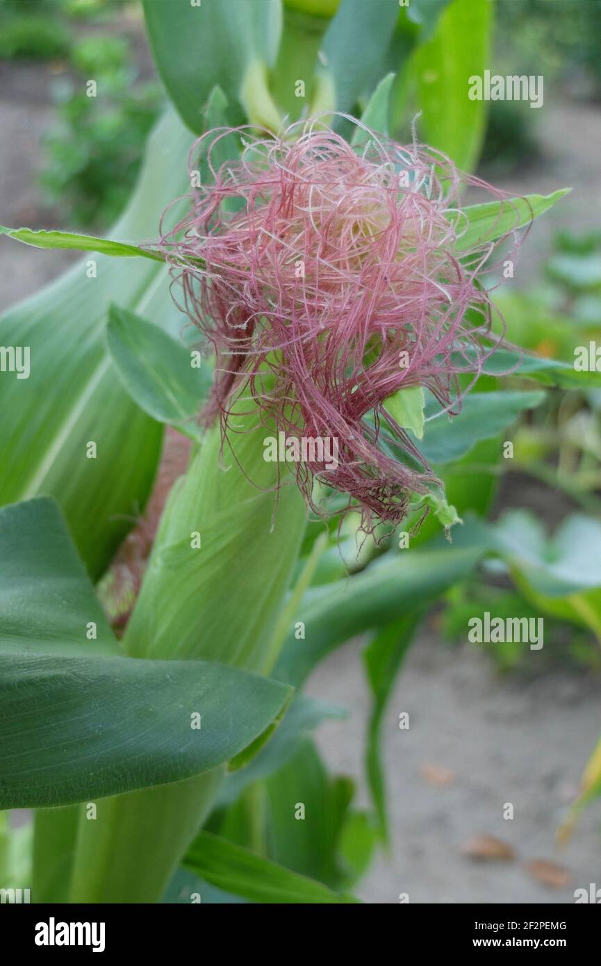 Female flower of corn is the ear hi-res stock photography and images ...