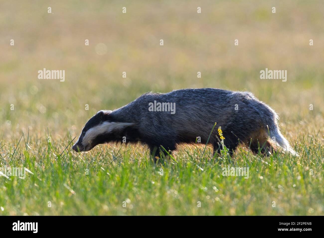 Badgers in road hi-res stock photography and images - Alamy