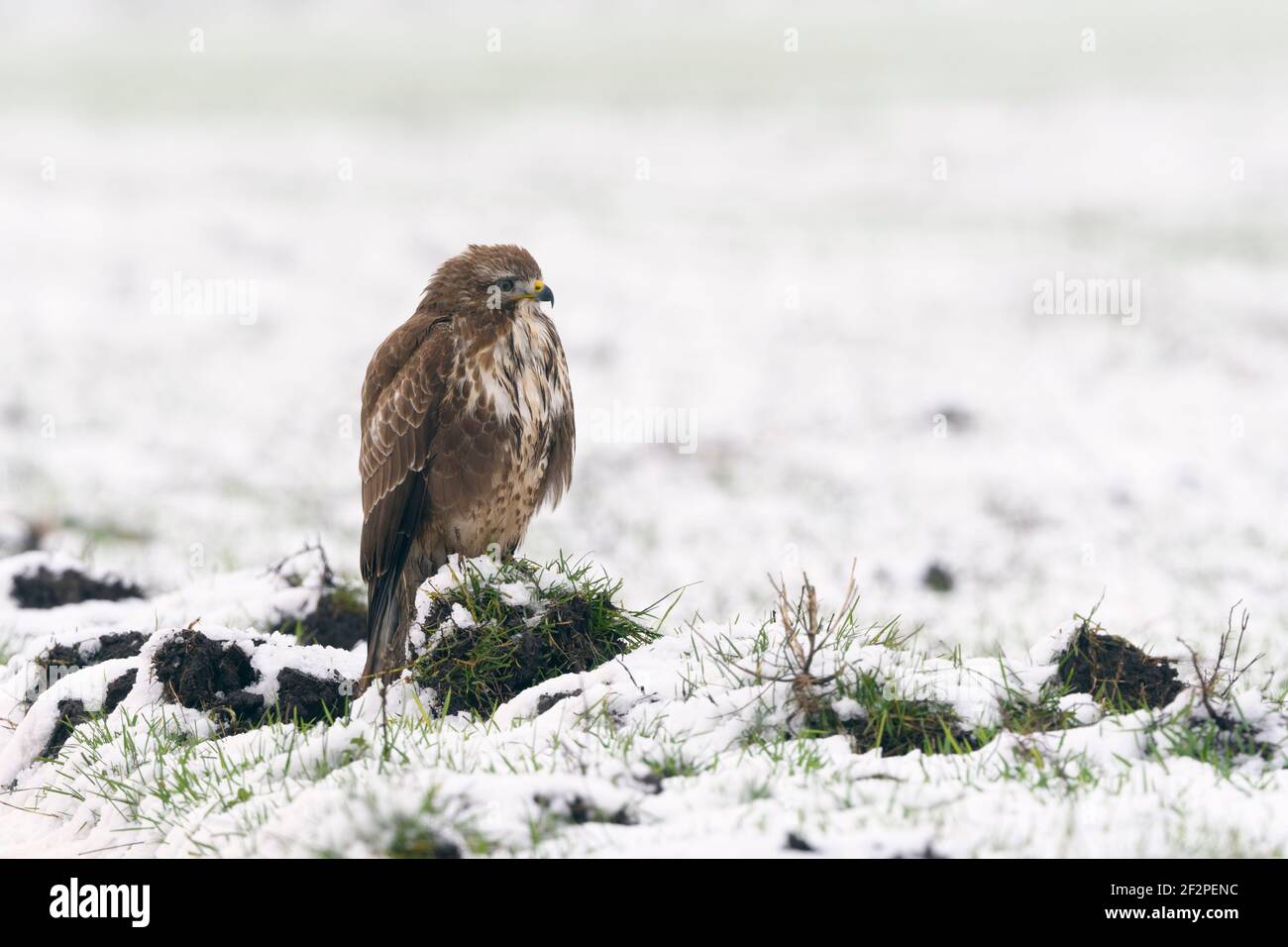 Buzzard image landscape format hi-res stock photography and images - Alamy